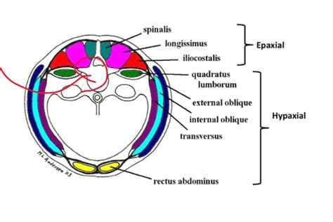 axial muscles cross section diagram quizlet