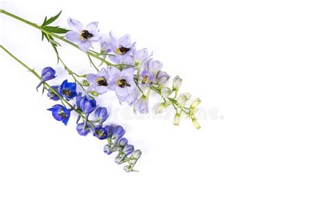 Delphinium Flower Isolated On White Background Fresh Cut Flowers