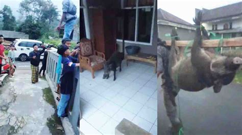 Seekor Babi Hutan Di Ciamis Bikin Geger Masuk Rumah Hingga Serang