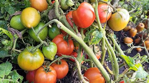 Томат Гном спекли - Dwarf Speckly - Садоводство с Еленой