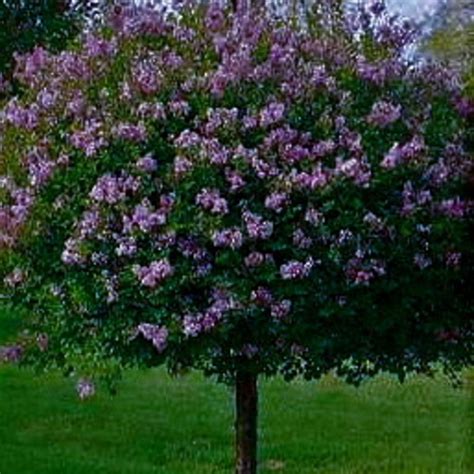 Lilac Bloomerang Dark Purple Tree Form5G Klomps Home And Garden