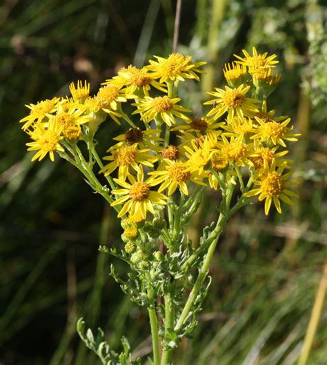Common Ragwort Naturespot