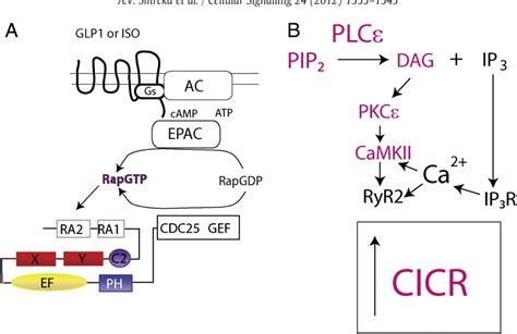 Figure 2 From Role Of Phospholipase Cε In Physiological Phosphoinositide Signaling Networks