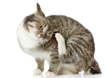 My Cat Is Losing Hair On Its Ears 8 Causes And What To Do About Them