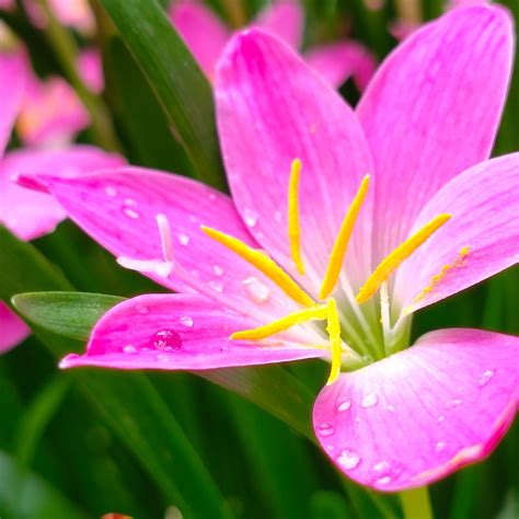 Lily Flower Flora Free Photo On Pixabay Pixabay