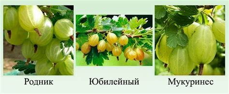 Крыжовник Северный капитан: описание и особенности сорта, посадка и ...