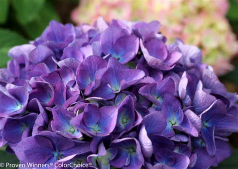 Citylineriohydrangea 6900 Proven Winners