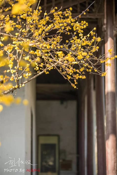又到滿城寒香時一年一度揚州賞臘梅地圖送上 壹讀