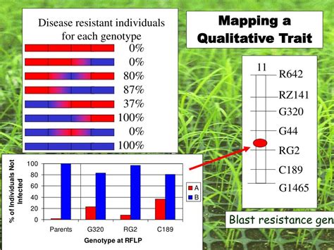 Ppt Gene Regulation And Expression In Plants Overview Plant