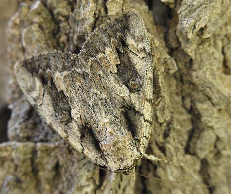 Sweetheart Catocala Amatrix Bugguidenet