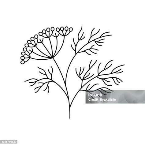 딜 향신료 요리 성분 선 아이콘입니다 편집 가능한 스트로크 크기입니다 벡터 스케치 그림입니다 건강한 식생활에 대한 스톡 벡터 아트 및 기타 이미지 Istock