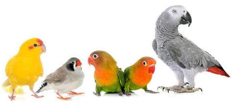 Birdline Flock Birdline Parrot Rescue