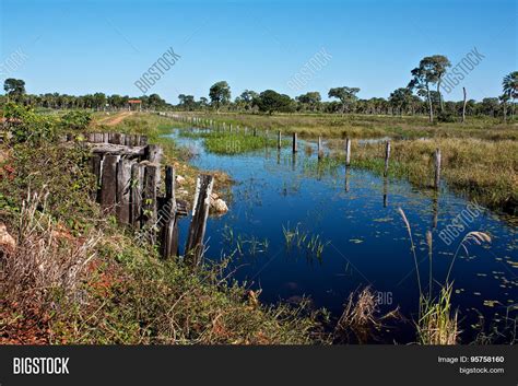 Swamp Pantanal Image And Photo Free Trial Bigstock