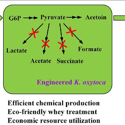 Scheme Of Bdo Production From Whey Using Metabolic Engineered K