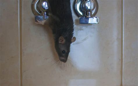 Professional Pest Control Omnis Pest Control