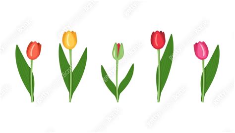 Set Of Tulips Of Different Colours 이미지 1293222436 일러스트 무료 일러스트 게티이미지뱅크