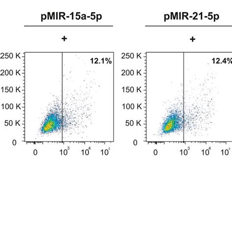 Mir‐15a‐5p And Mir‐21‐5p Reduce Apoptosis Induced By The Combination Of
