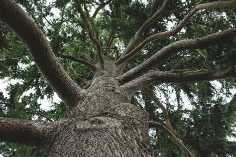 The Javascript Tree A Comprehensive Guide For Mastery