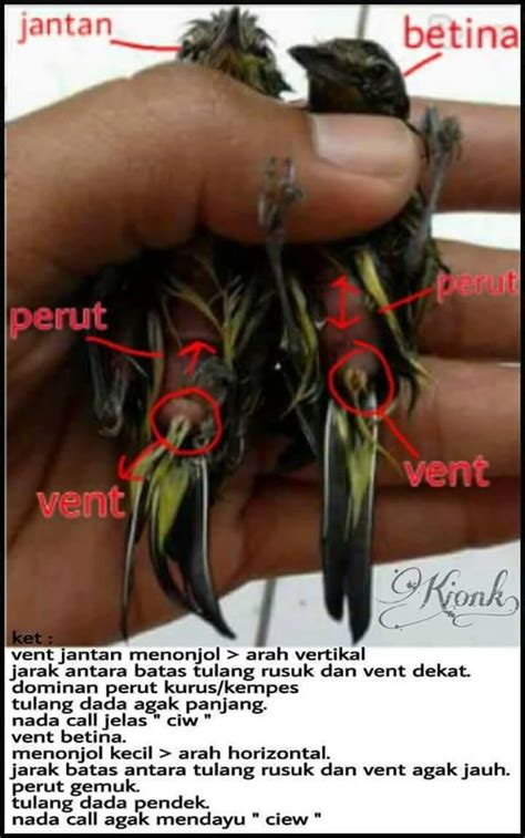 Beberapa Ciri Ciri Burung Pleci Yang Bagus Untuk Kontes Bibit Unggul