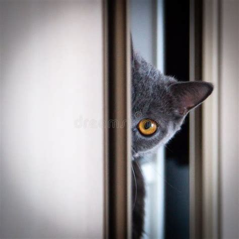 Funny Cat Is Watching Stock Image Image Of Funny Young 185668849