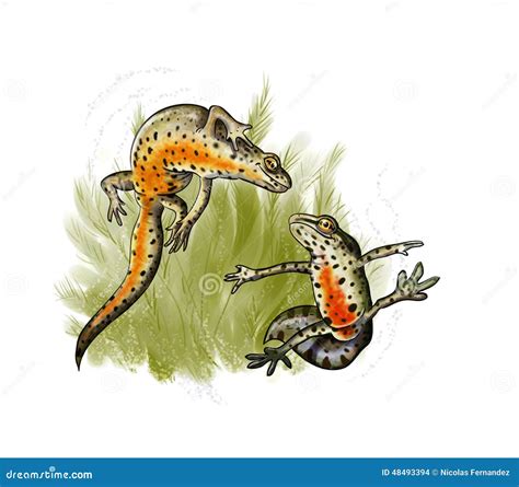 Newt Dancing Mating Stock Illustration Illustration Of Amphibian