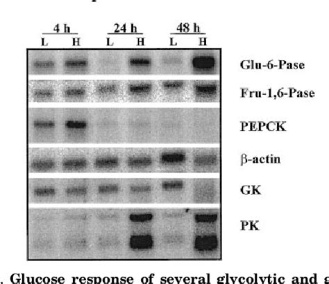 Figure 3 From Stimulation Of Glucose 6 Phosphatase Gene Expression By