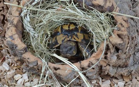 Why Do Tortoises Hibernate The Reasons And The Process Reptile Jam