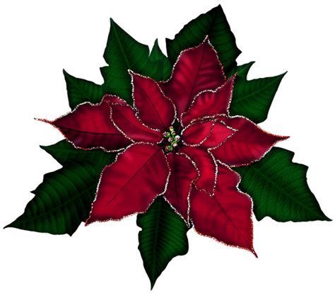 Free Christmas Poinsettia Clipart Download Free Christmas Poinsettia