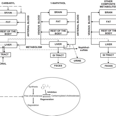 Schematic Representation Of The Pbpk Pd Model Structure For Carbaryl