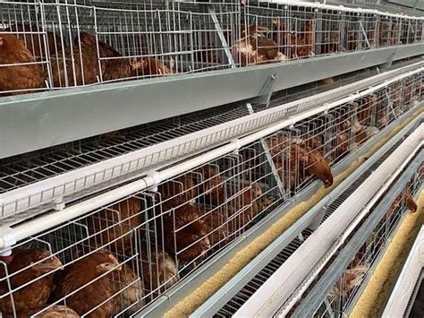 Price Of Poultry Chicken Cages For 50000 Layers In Uganda Poultry