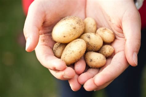 Potatoes Arent Poison Myths About Nightshade Veggies And Inflammation