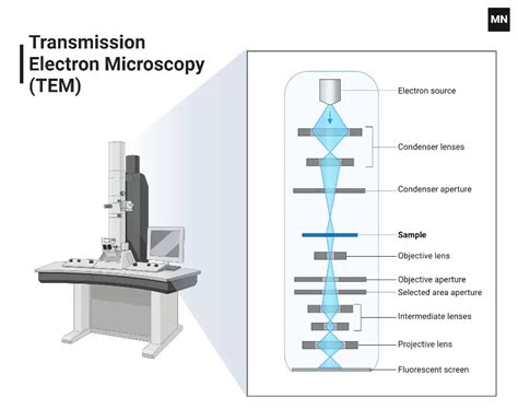 Microscope Slides Preparation Step By Step Guide Biology Notes Online
