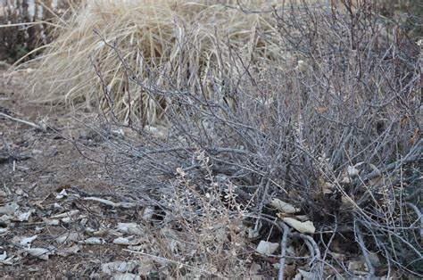 Pawnee Buttes Western Sand Cherry