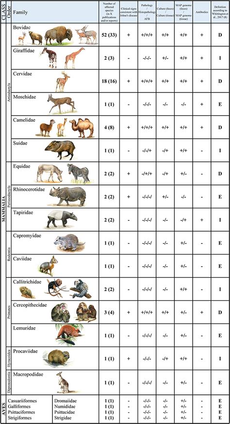 What Are The 7 Levels Of Classification For A Dog