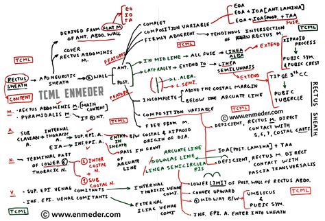 Rectus Sheath Tcml The Charsi Of Medical Literature