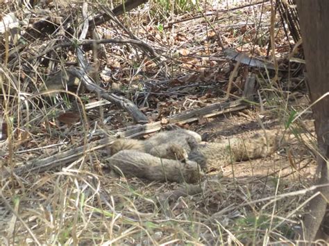 Mp Kuno Cheetah Gives Birth To 5 Cubs Feline Count Hits 26