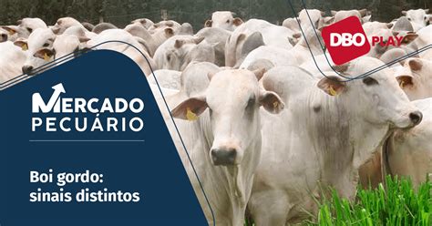 Mercado futuro do boi gordo em alta mas cotações no físico seguem