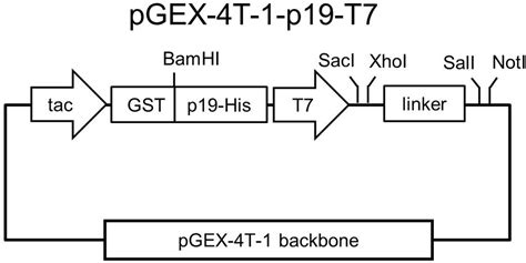 Addgene Pgex 4t 1 P19 T7