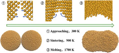 The Whole Sintering Process Of Particles With No Vacancy Download