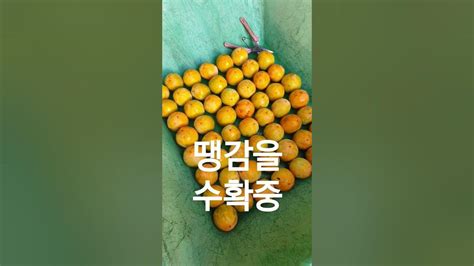 땡감으로 곶감만들기 즐거운놀이 곶감이 완성되기를 바란답니다 Garden Youtube