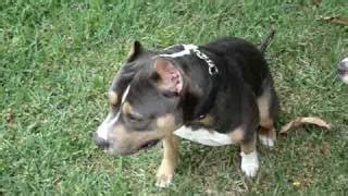 Razors Edge Pitbull Tri Color