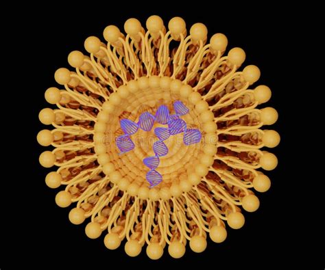 Encapsulation Of The Dna Within Liposomes Would Be Useful For Practical