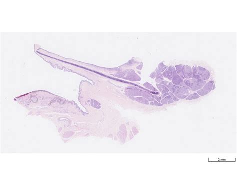 Eyelid Histology — Printable Worksheet