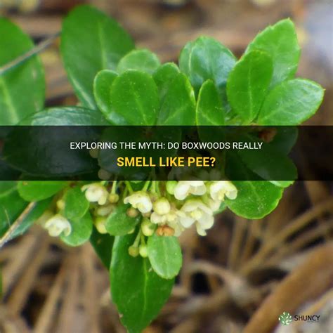 Exploring The Myth Do Boxwoods Really Smell Like Pee Shuncy