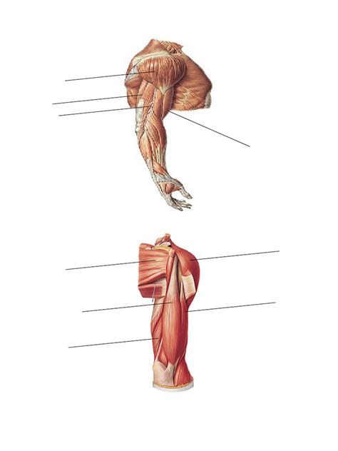 Misici Gornjih Ekstremiteta Pdf