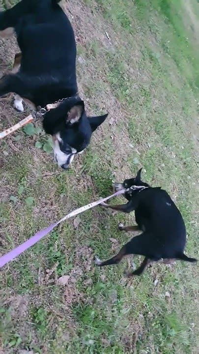 예전 개가 풀 뜯어 먹든 시절 그립다 ~~~ Youtube