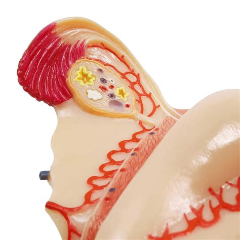 Evotech Scientific Human Uterus Ovary Urinary Bladder Vagina Model On