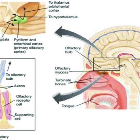 Physiology Of Smell 2 Download Scientific Diagram