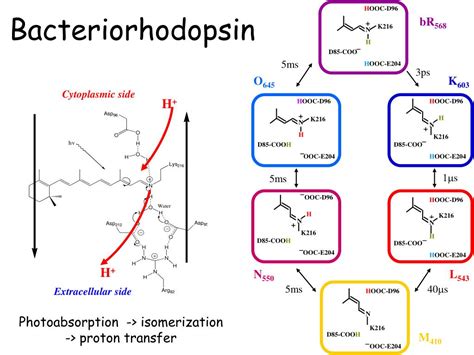 Ppt Bacteriorhodopsin Powerpoint Presentation Free Download Id 4493416