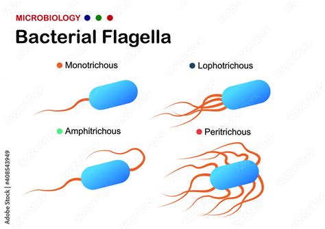 Microbiology Diagram Shows The Arrangement Of Bacterial Flagella